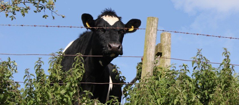 When cows attack… – Cattle Safety