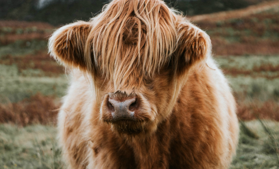 Do you know your cattle? – Cattle Safety