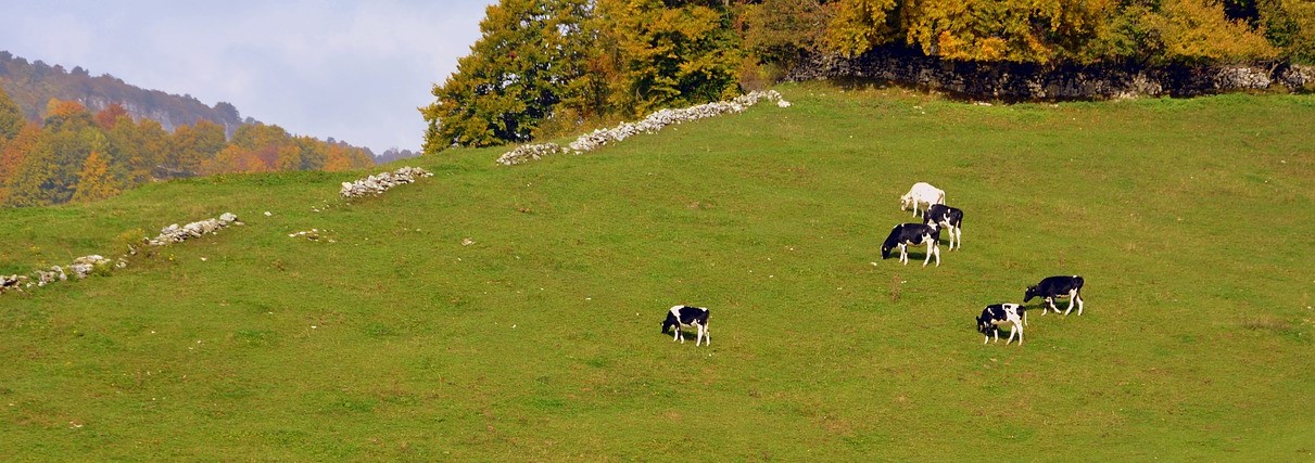 Mick’s 5 simple rules for staying safe – Cattle Safety