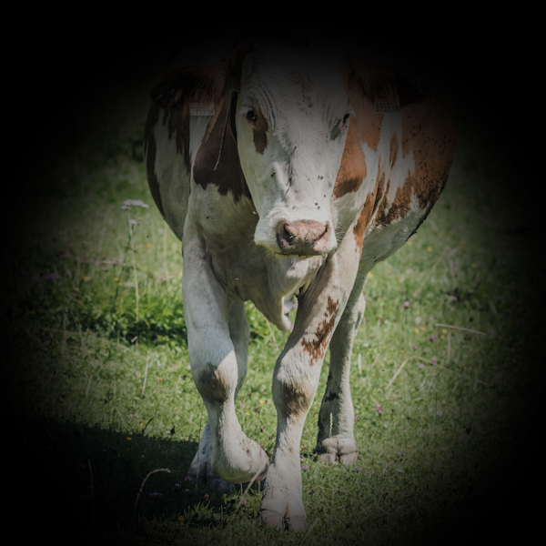 Cow attack on Bronte Moorland in Yorkshire – Cattle Safety