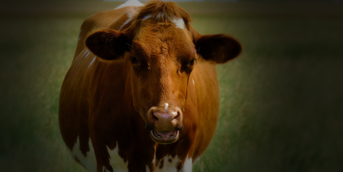 Aggressive cattle scare a family group with young children – Cattle Safety