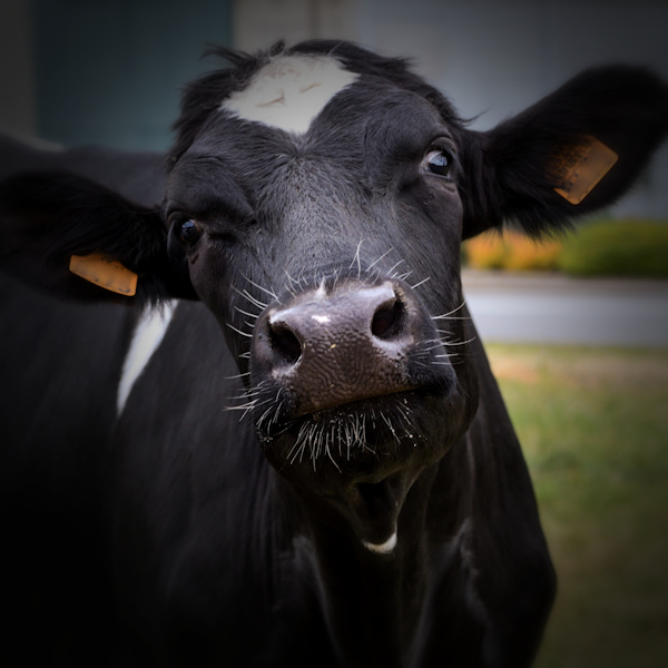Paul’s story: cracked ribs in Gunnerside – Cattle Safety