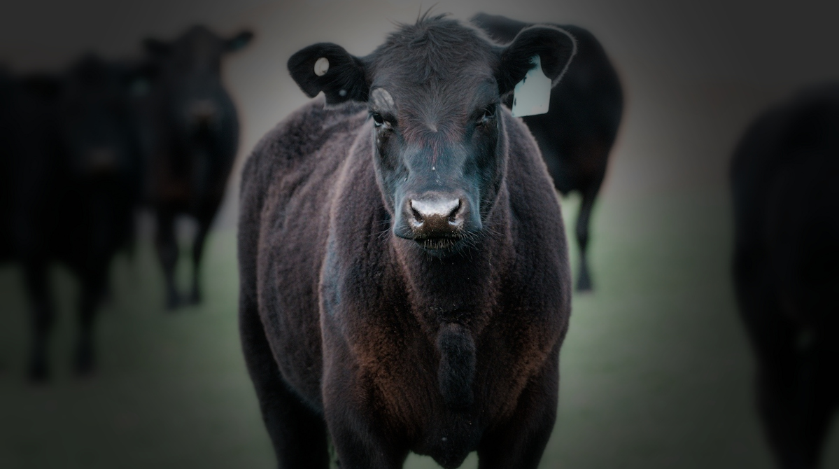 Walker frightened by cattle near Aldbury – Cattle Safety
