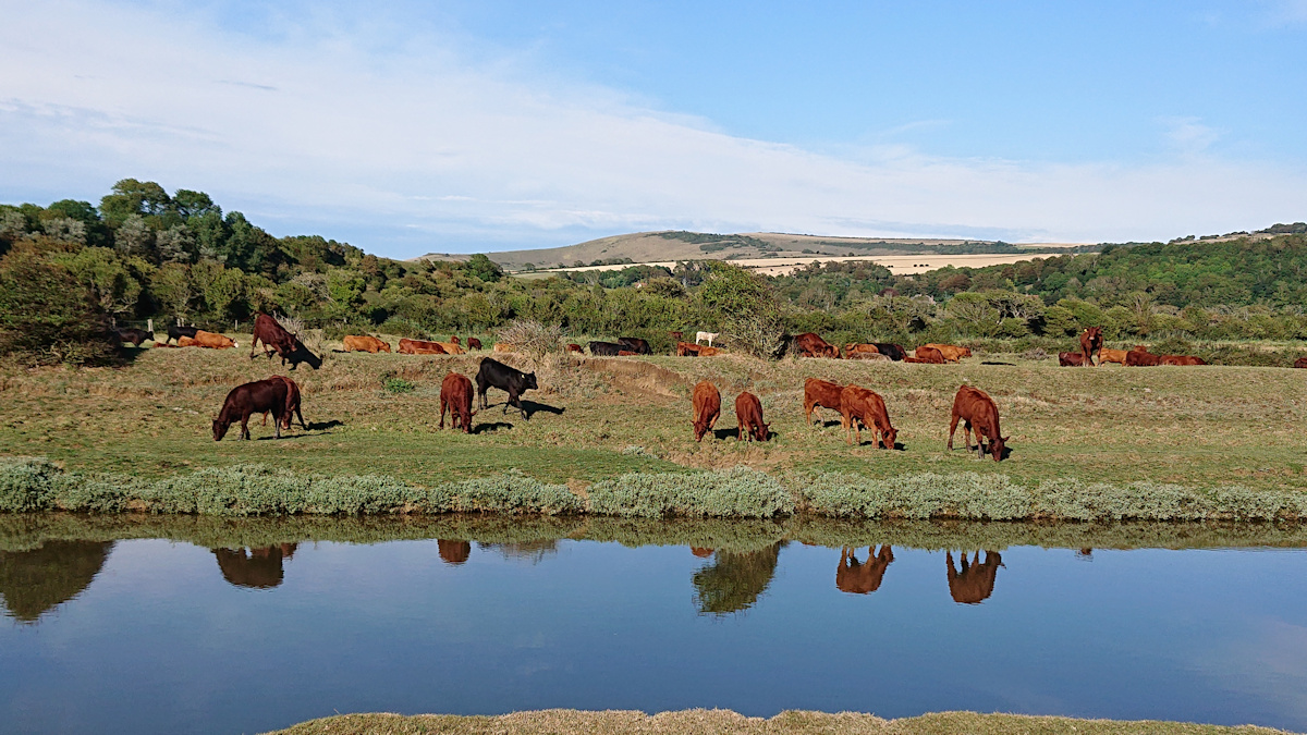Concerned walker “those cows should not have been grazing in the area ...