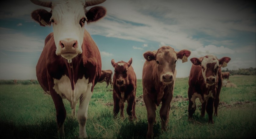 Walker headbutted by cows – Cattle Safety