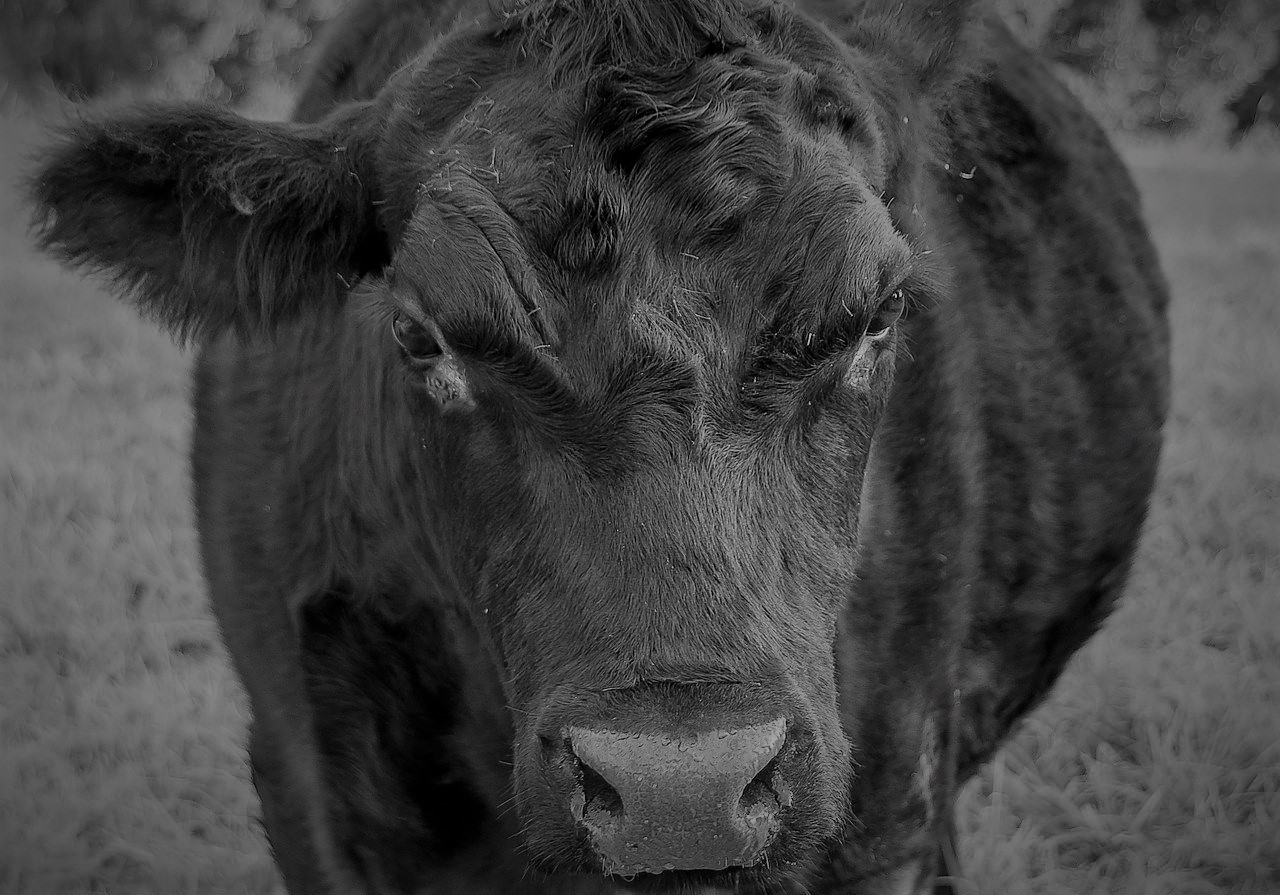 Gemma’s Story: a stand-off with an aggressive cow. – Cattle Safety