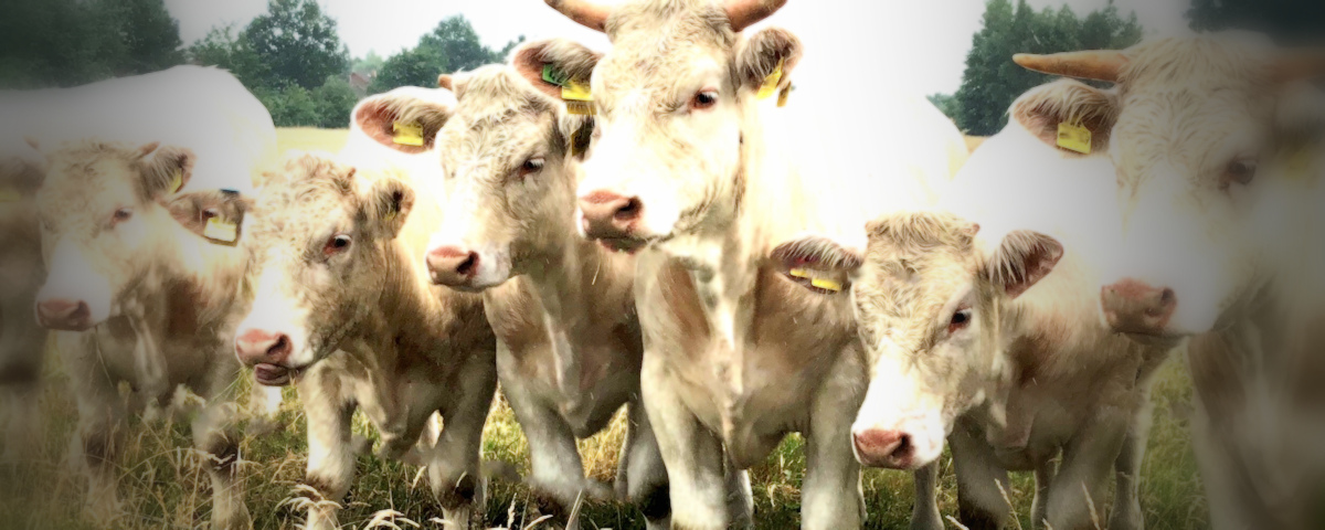CT’s Story: surrounded and trampled – Cattle Safety