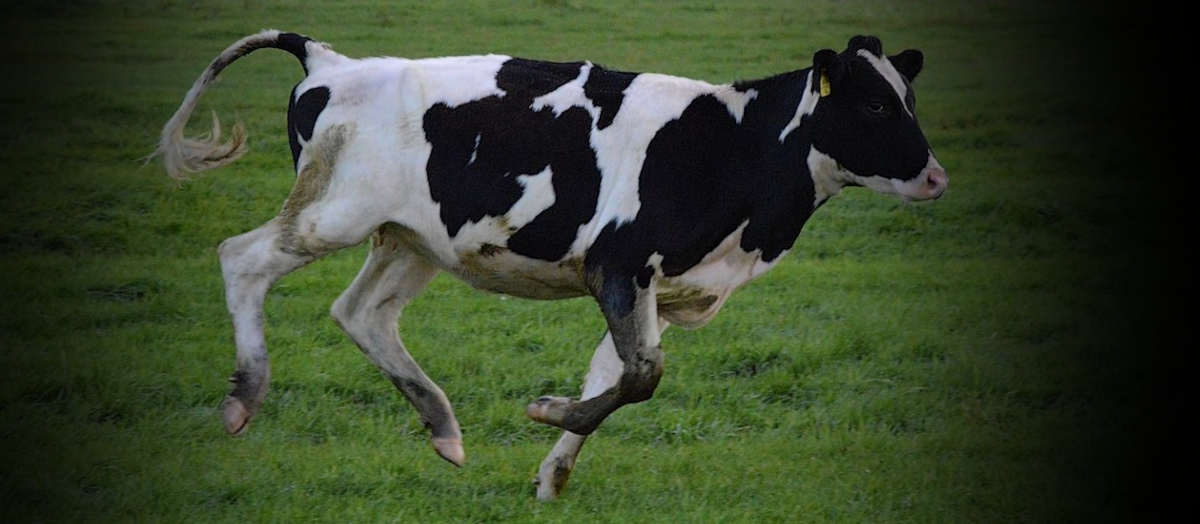 Kay’s tale of charging cows – Cattle Safety