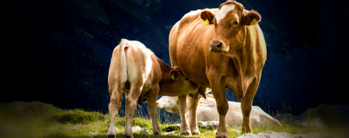 David Gosling’s story: knocked down and tramped on – Cattle Safety