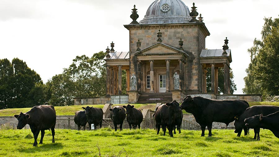 Perhaps Castle Howard should fence off their cows from the general ...