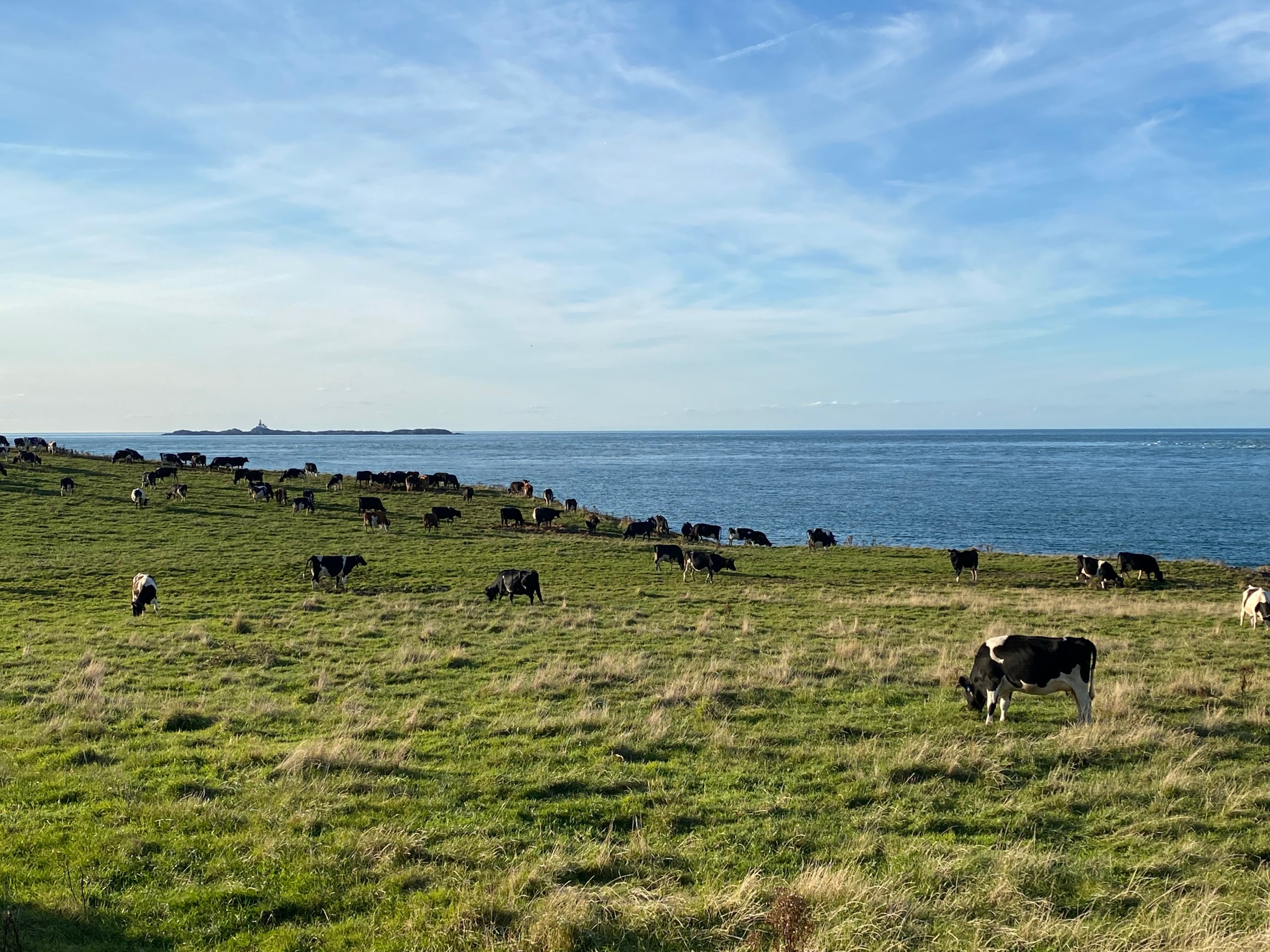 Roger and his friends are pushed off their walk by frisky cows ...