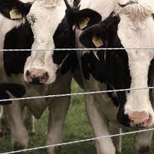 Crawling under barbed wire fence for safety – Cattle Safety